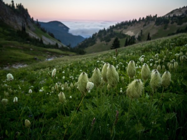 PEAKED CURIOSITY | inspired by higher ground